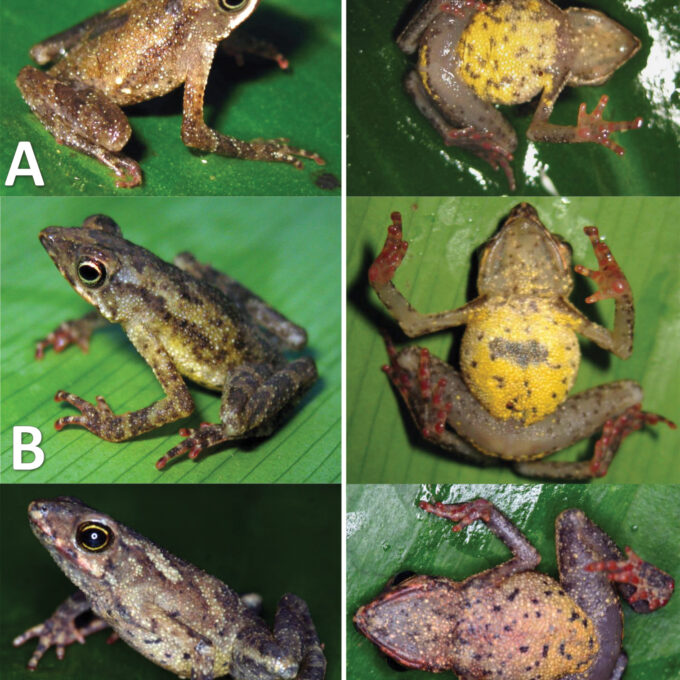 Allobates niputidea – Anura Answers – The Pond of Knowledge for Every ...