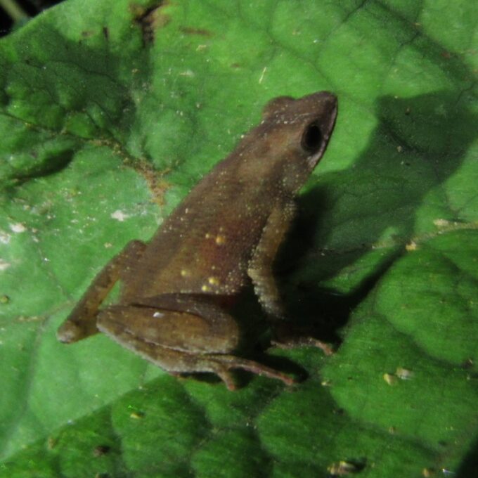 Allobates niputidea – Anura Answers – The Pond of Knowledge for Every ...