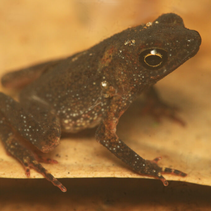 Allobates niputidea – Anura Answers – The Pond of Knowledge for Every ...