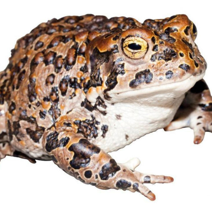 Allobates niputidea – Anura Answers – The Pond of Knowledge for Every ...