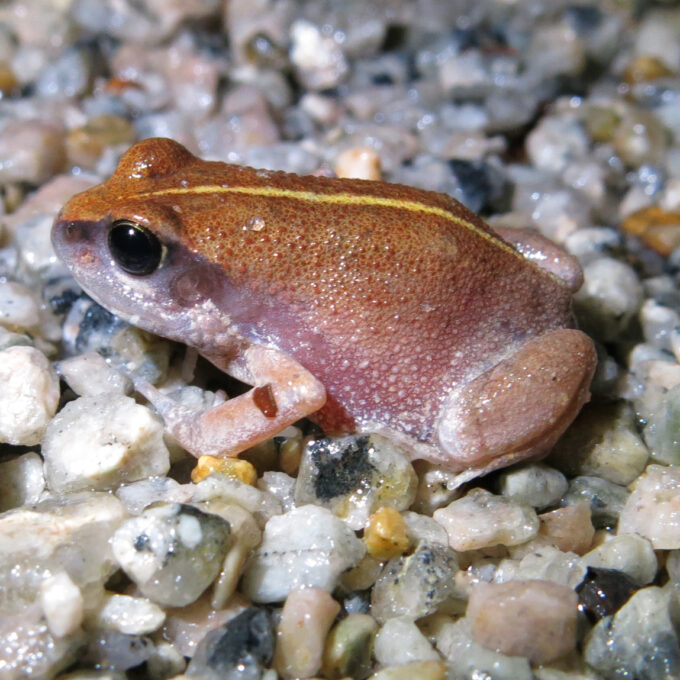 Allobates niputidea – Anura Answers – The Pond of Knowledge for Every ...