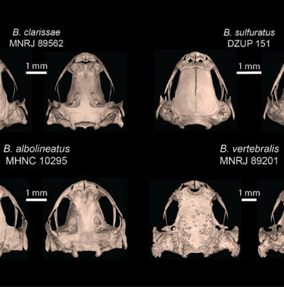 Allobates niputidea – Anura Answers – The Pond of Knowledge for Every ...