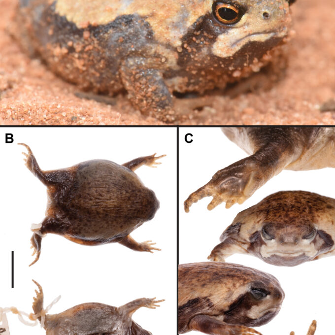 Allobates niputidea – Anura Answers – The Pond of Knowledge for Every ...