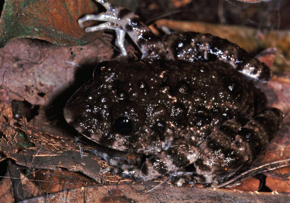 Allobates niputidea – Anura Answers – The Pond of Knowledge for Every ...