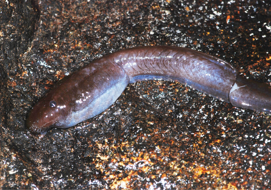 Allobates niputidea – Anura Answers – The Pond of Knowledge for Every ...