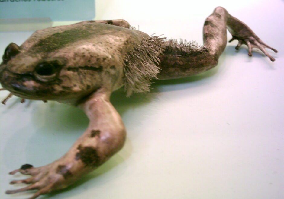 Allobates niputidea – Anura Answers – The Pond of Knowledge for Every ...